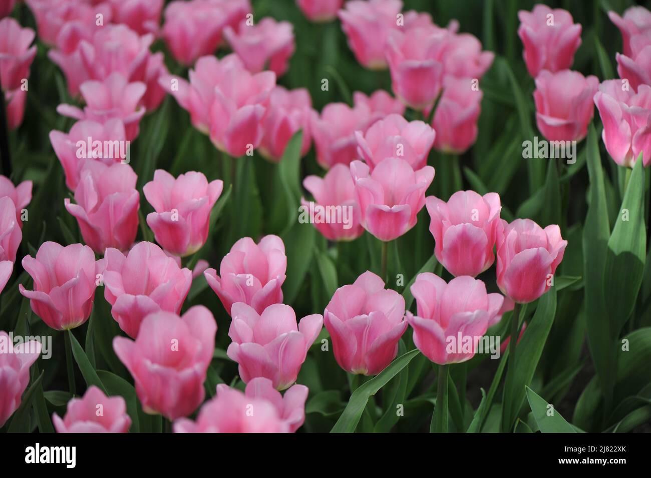 Pink Triumph tulips (Tulipa) Matchmaker bloom in a garden in March ...
