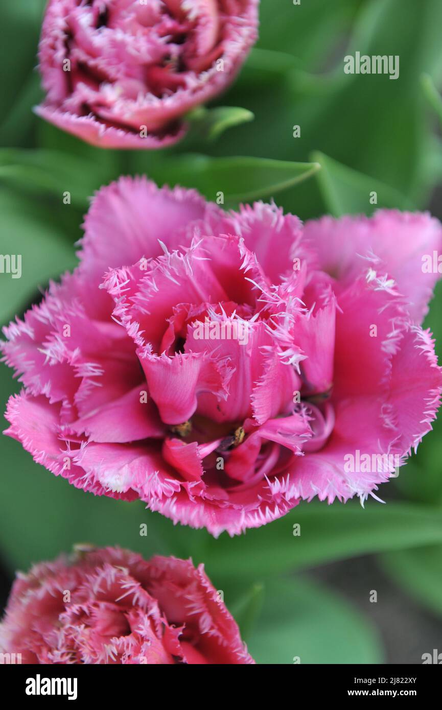 Double pink fringed tulips (Tulipa) Matchpoint bloom in a garden in ...