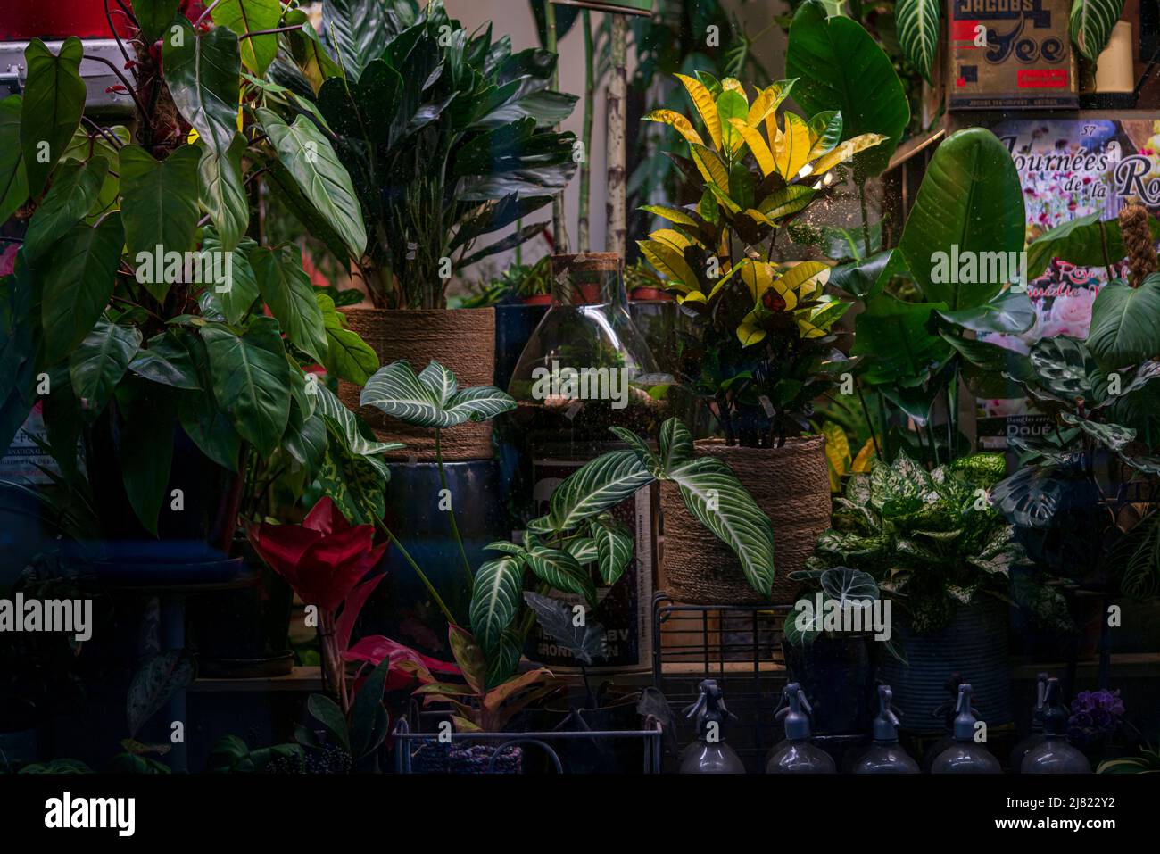 Plant leaf in the evening light with dark background hi-res stock ...