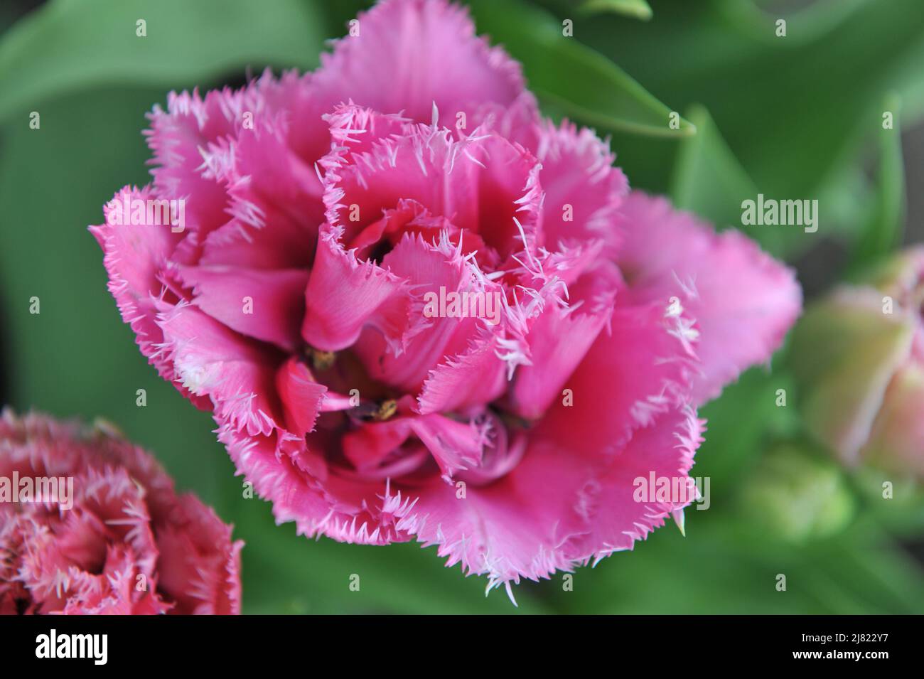 Double pink fringed tulips (Tulipa) Matchpoint bloom in a garden in ...