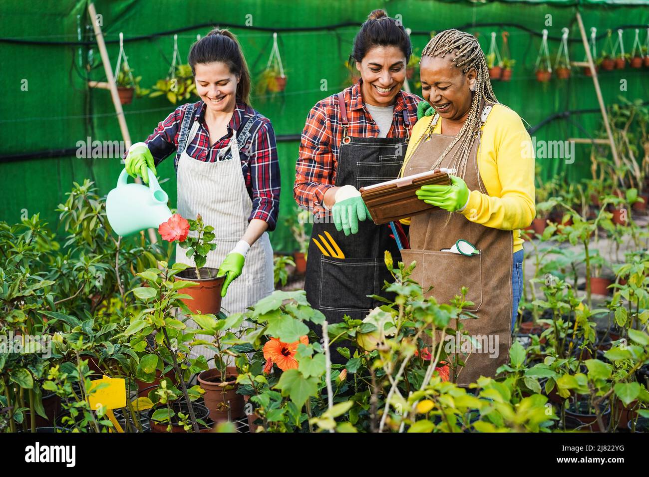 Multiracial women working inside greenhouse garden - Focus on african ...