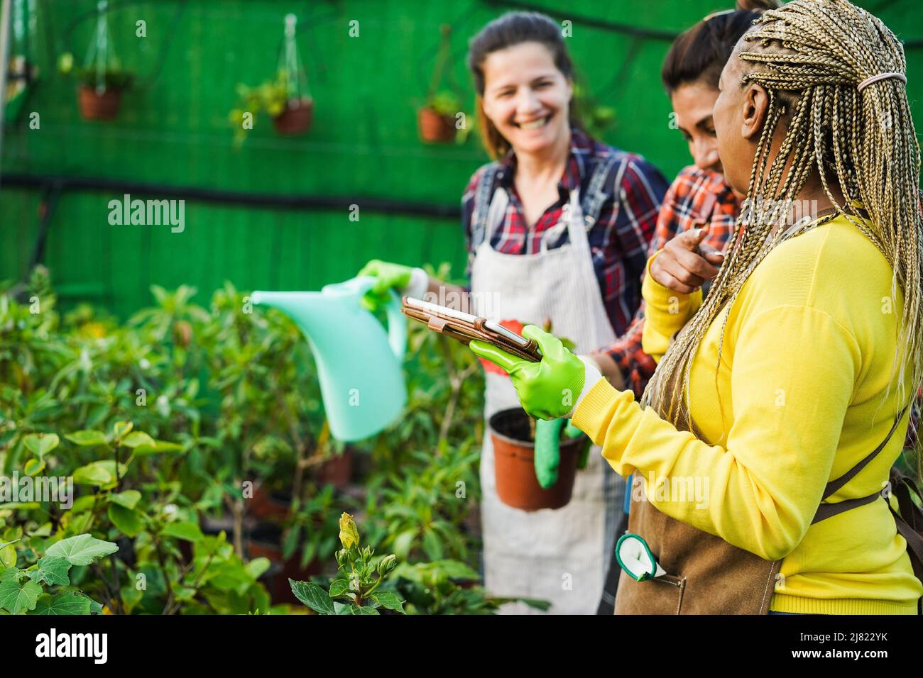 Multiracial women working inside greenhouse garden - Focus on african ...