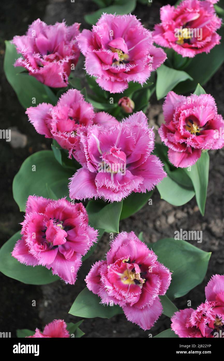 Double pink fringed tulips (Tulipa) Matchpoint bloom in a garden in ...