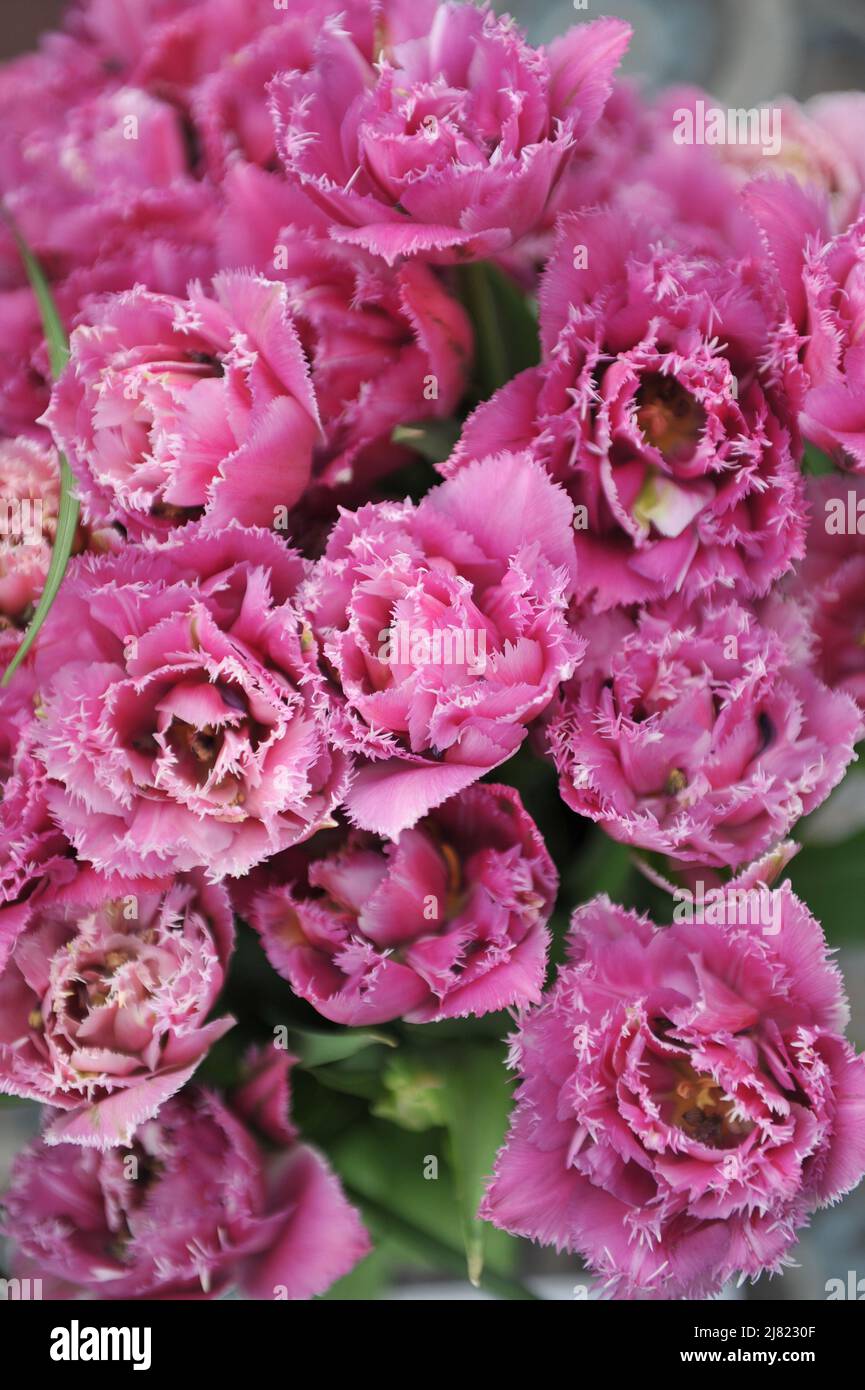 Double pink fringed tulips (Tulipa) Matchpoint bloom in a garden in ...