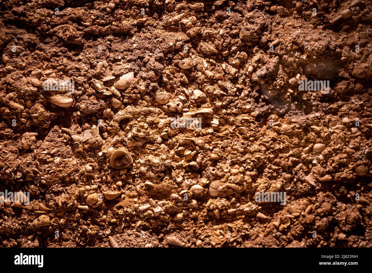 Close-up view of the fossils of prehistoric mussels and marine snails ...