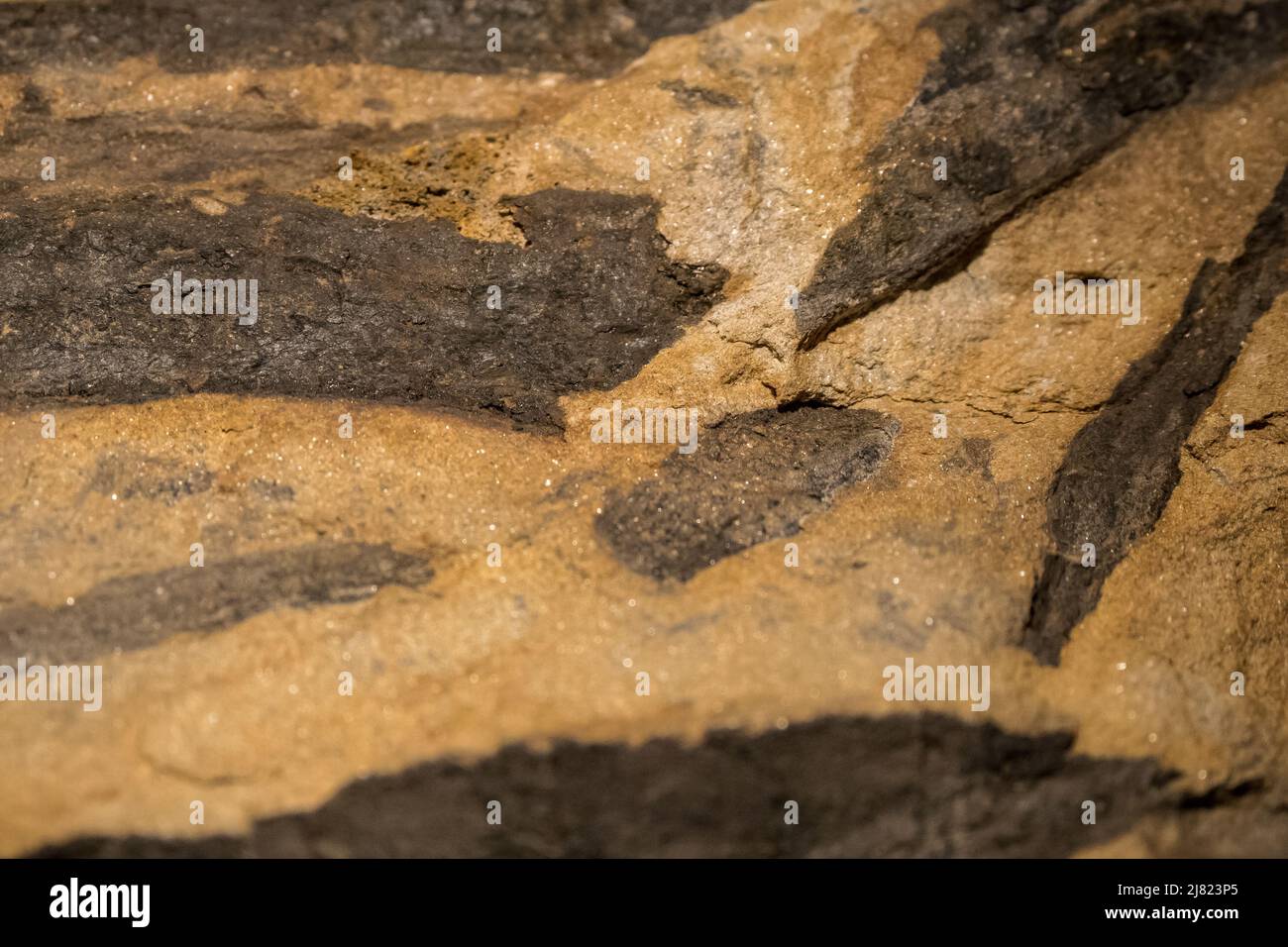 Close-up view of the fossils of prehistoric tree branches and other ...