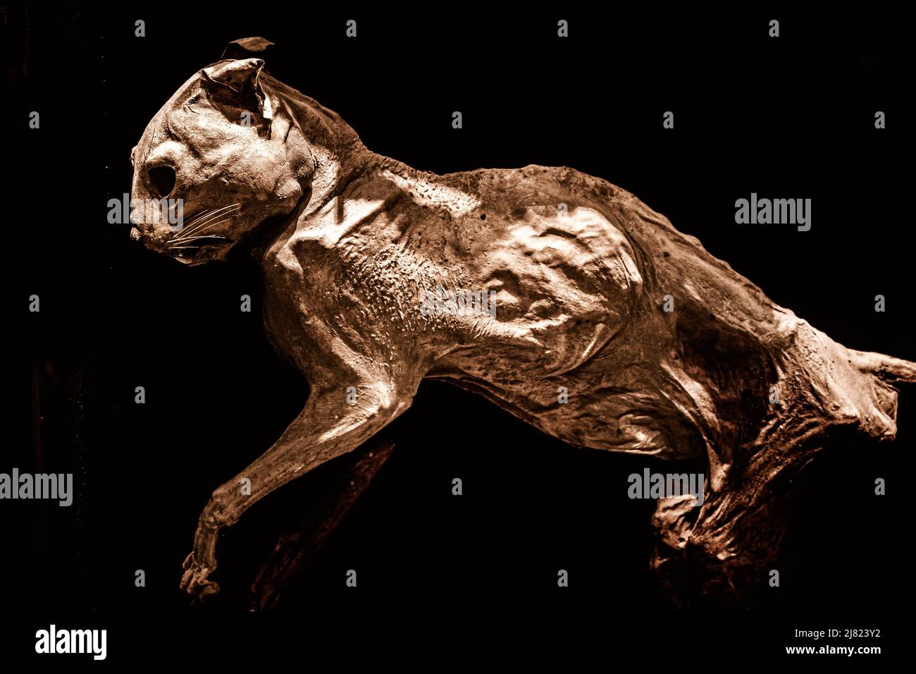 Scary side view of a mummified cat isolated on black background Stock ...