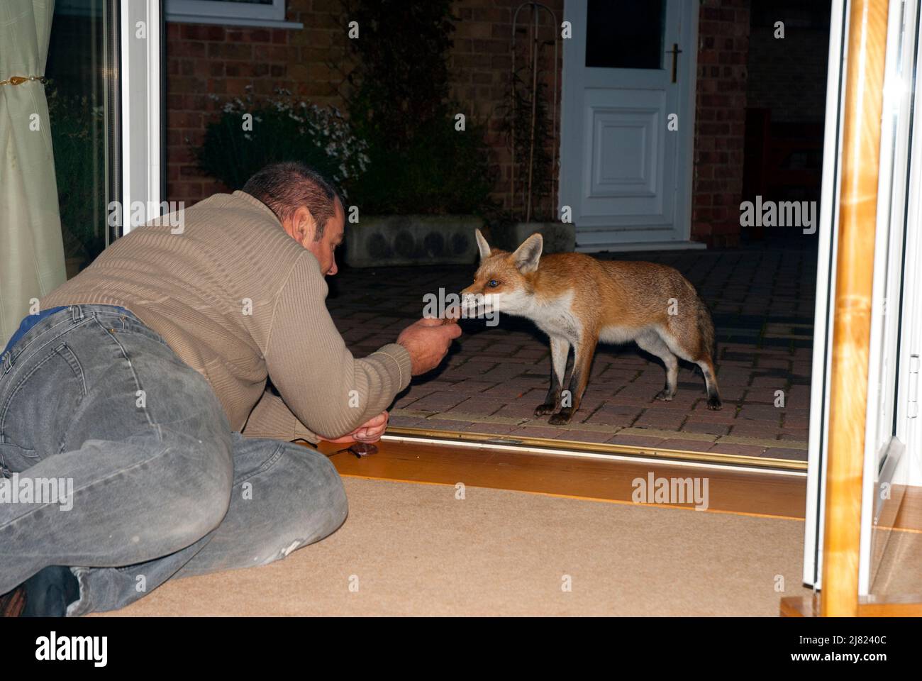 Hand feeding a fox in the patio at night Stock Photo - Alamy