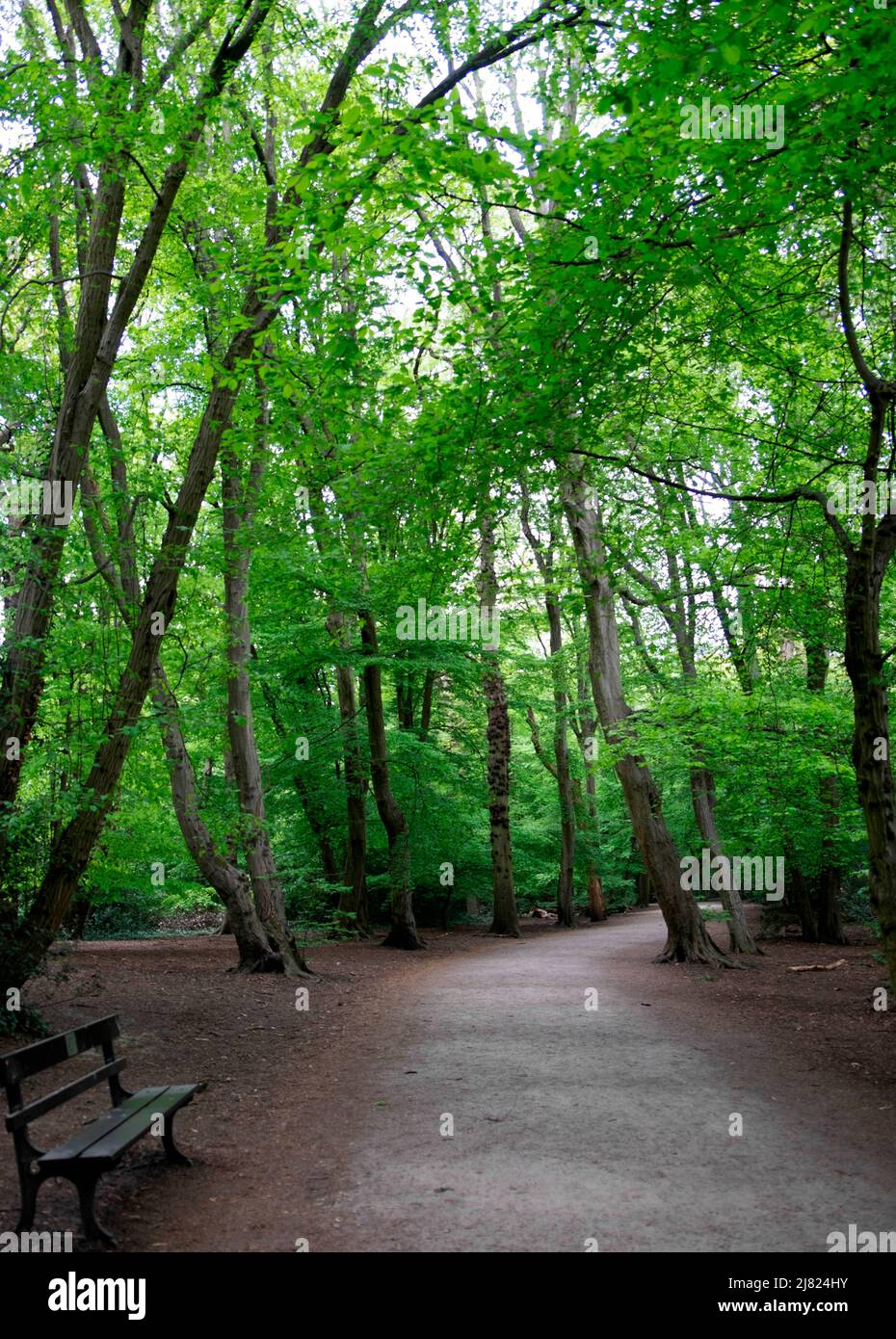 Trees at Highgate wood in London,UK Stock Photo - Alamy