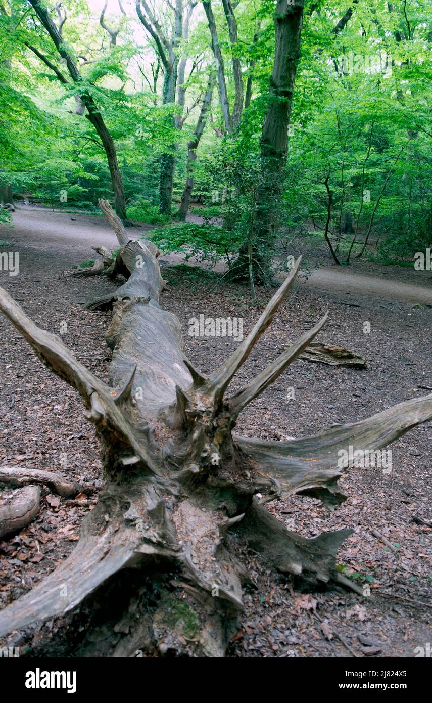 Trees at Highgate wood in London,UK Stock Photo - Alamy
