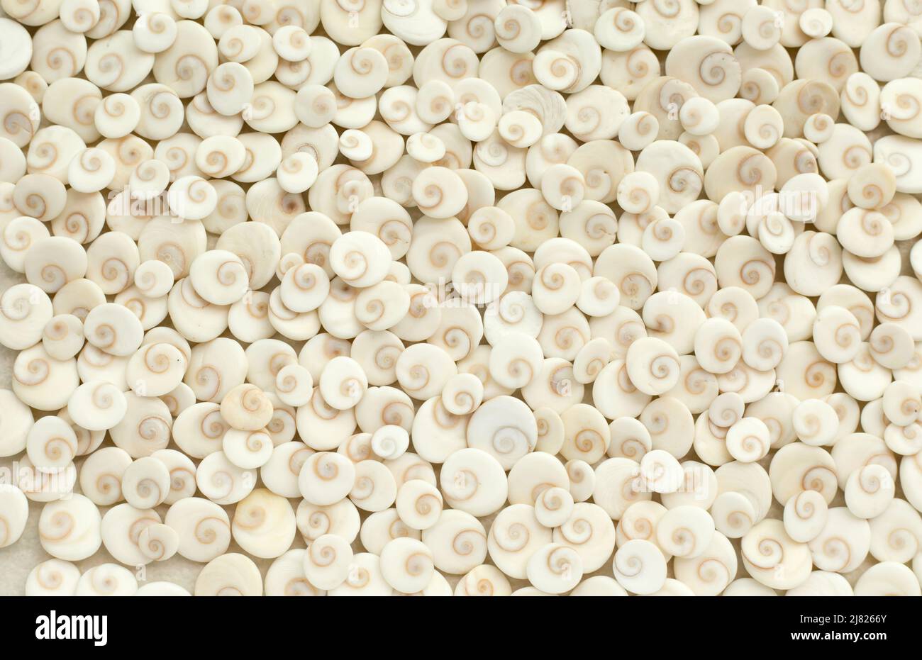 Light eye of shiva shell background Stock Photo - Alamy