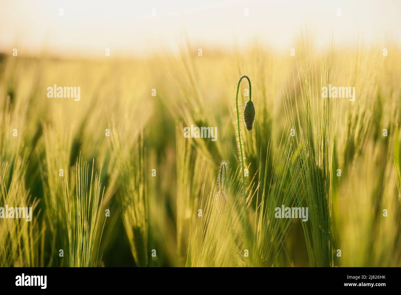 Close up detail of green wheat heads growing in agricultural field in ...