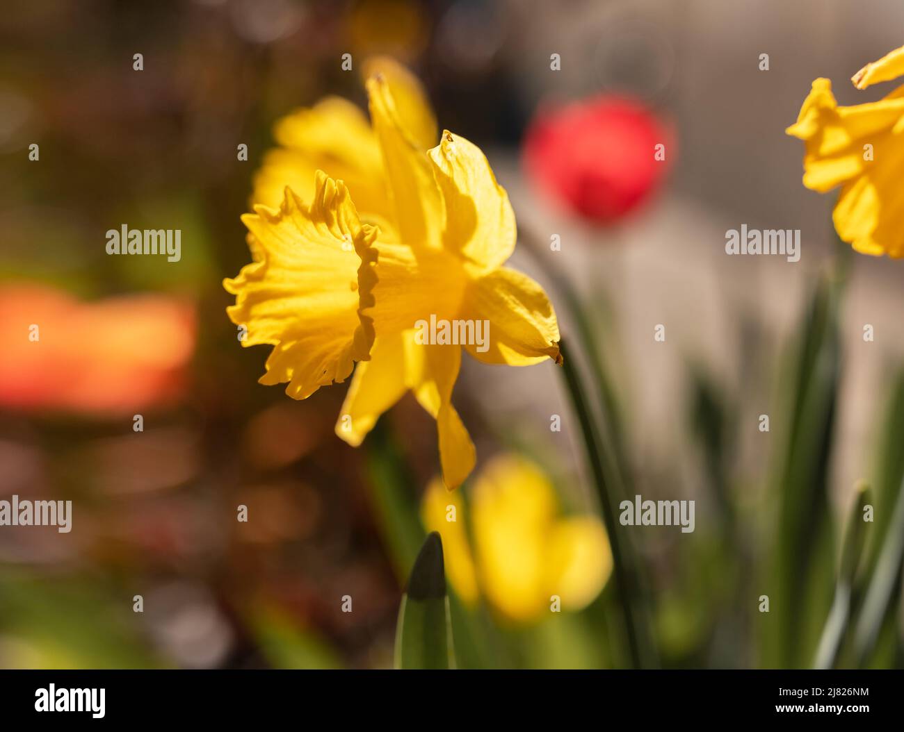 Yellow daffodils in garden. Bright beautiful spring blooming flowers ...