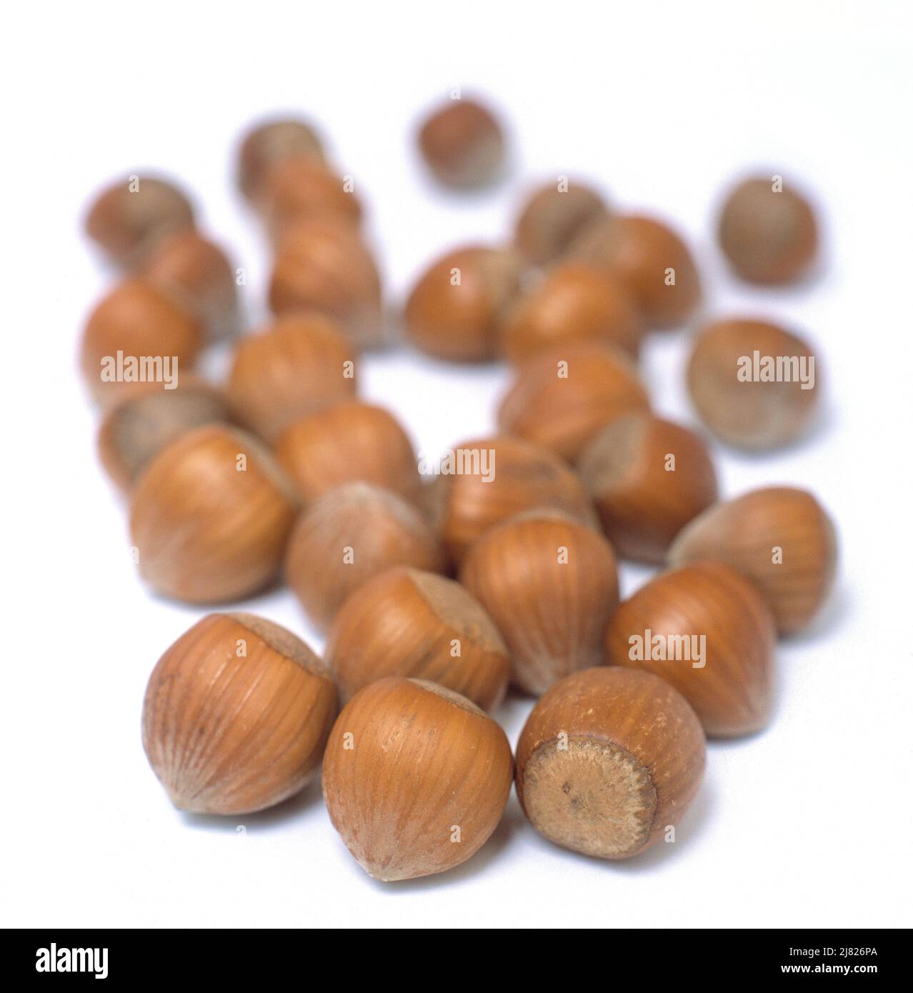 Whole hazelnuts isolated on a white studio background Stock Photo - Alamy