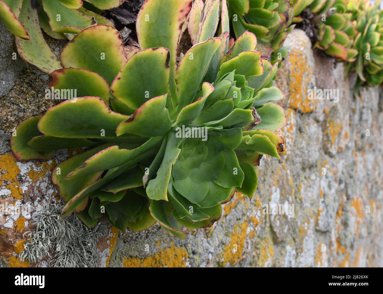 Isles of scilly succulent hi-res stock photography and images - Alamy
