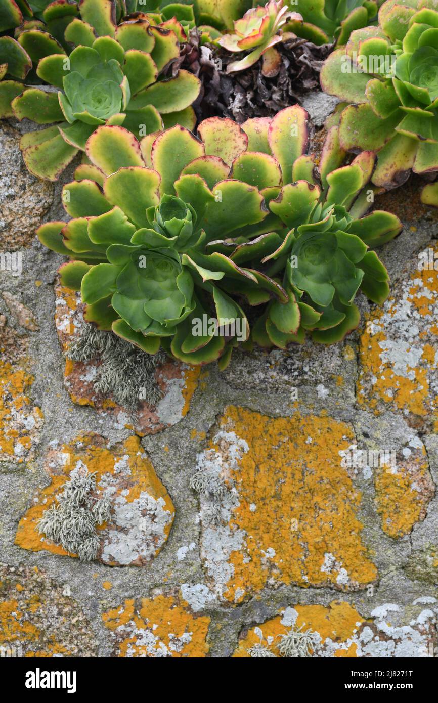 Succulent plants growing on a dry stone wall at St Agnes, The Scilly ...