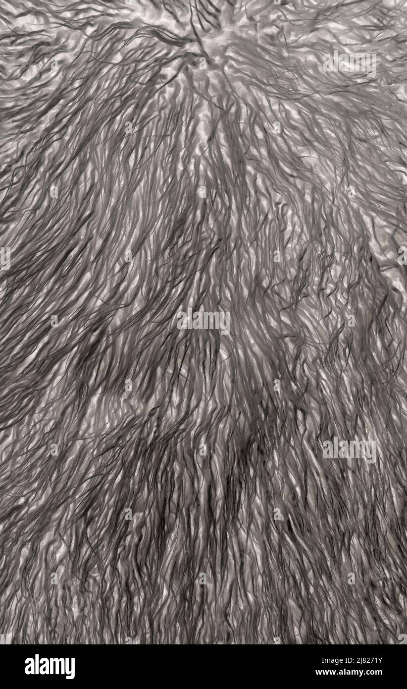 long fluffy fur in neutral light condition as background wallpaper ...