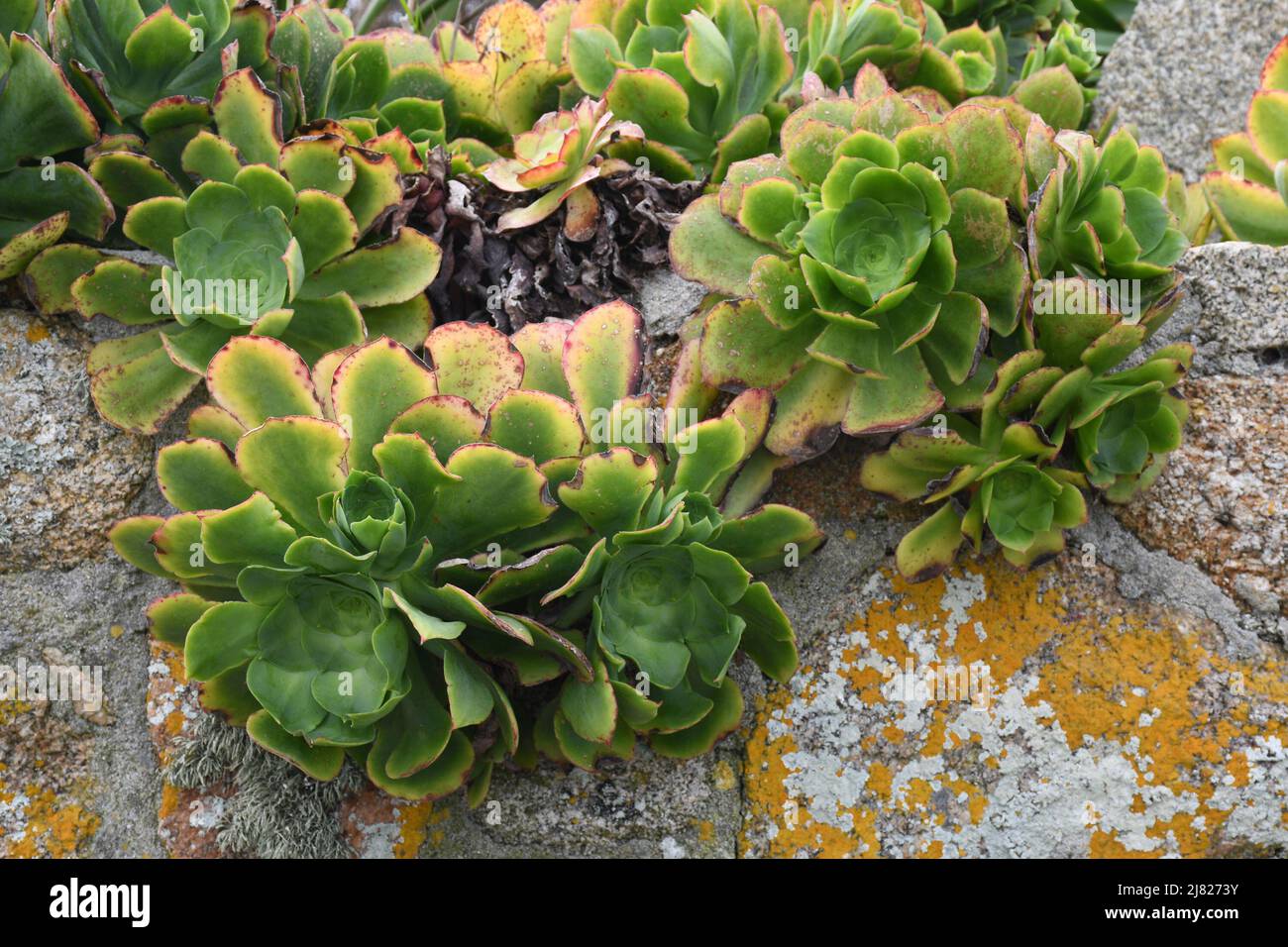 Succulent plants growing on a dry stone wall at St Agnes, The Scilly ...
