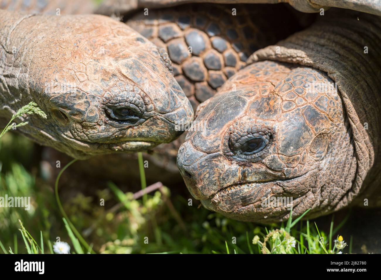 Dresden, Germany. 12th May, 2022. Two of the three giant tortoises ...
