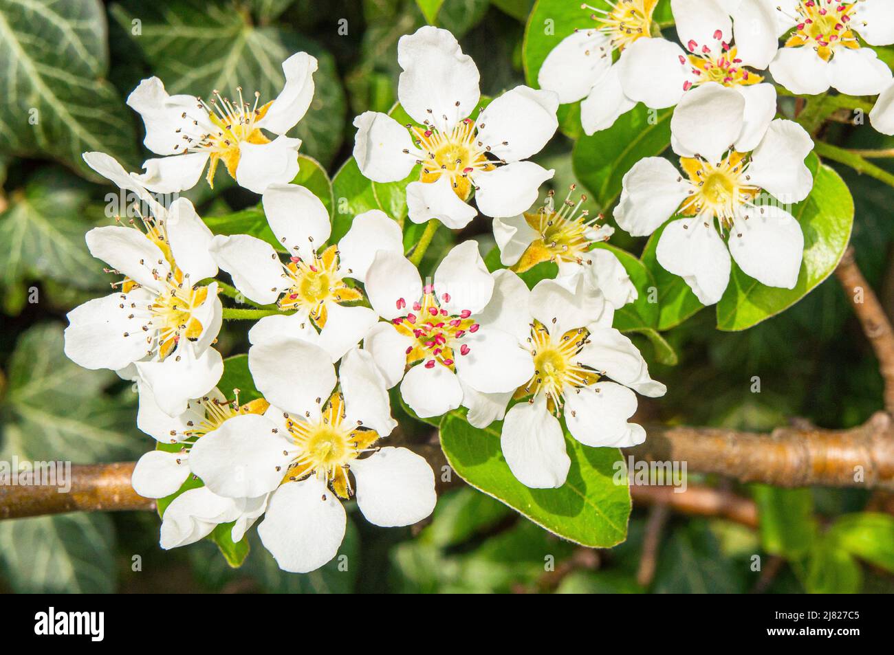 Pear cultivar Pyrus communis 'Bohemica' flowering in Pruhonice, Czech ...