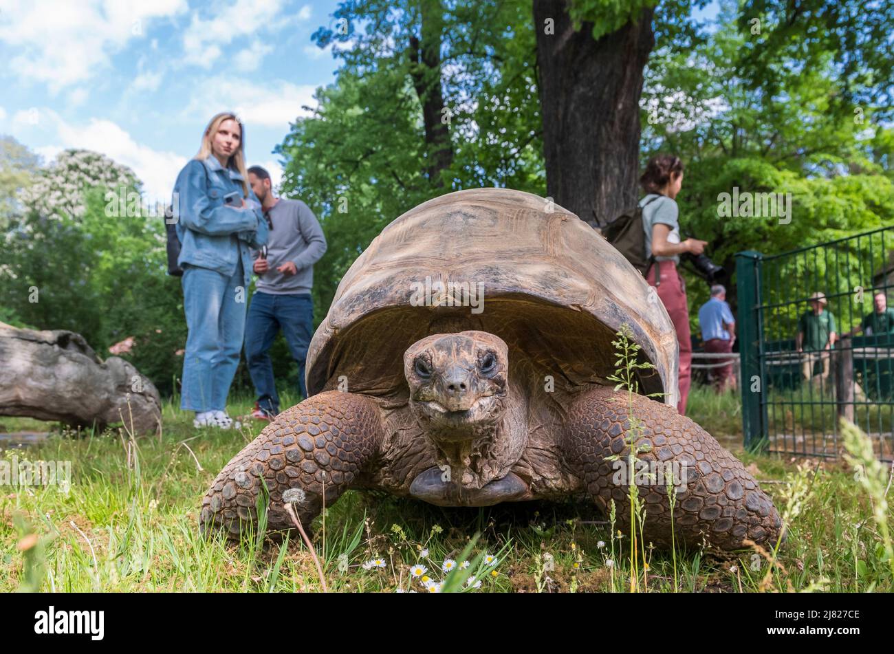 Dresden, Germany. 12th May, 2022. One of the three giant tortoises ...