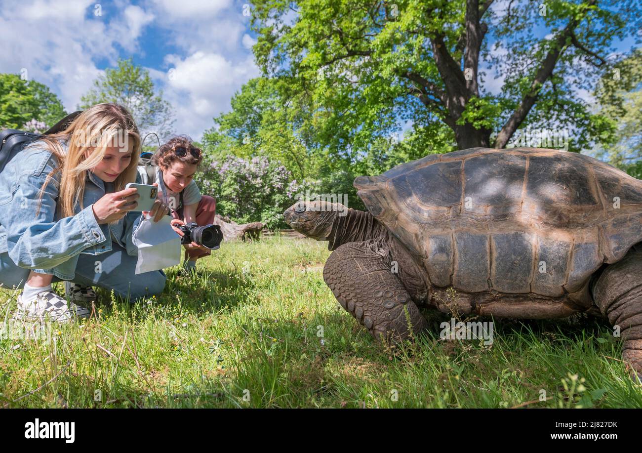 Dresden, Germany. 12th May, 2022. One of Dresden Zoo's three giant ...