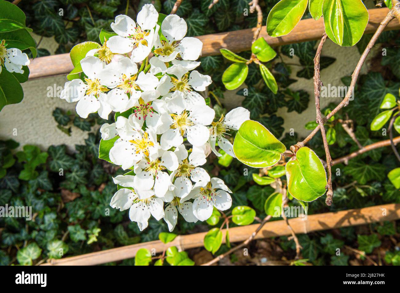 Pear cultivar Pyrus communis 'Bohemica' flowering in Pruhonice, Czech ...