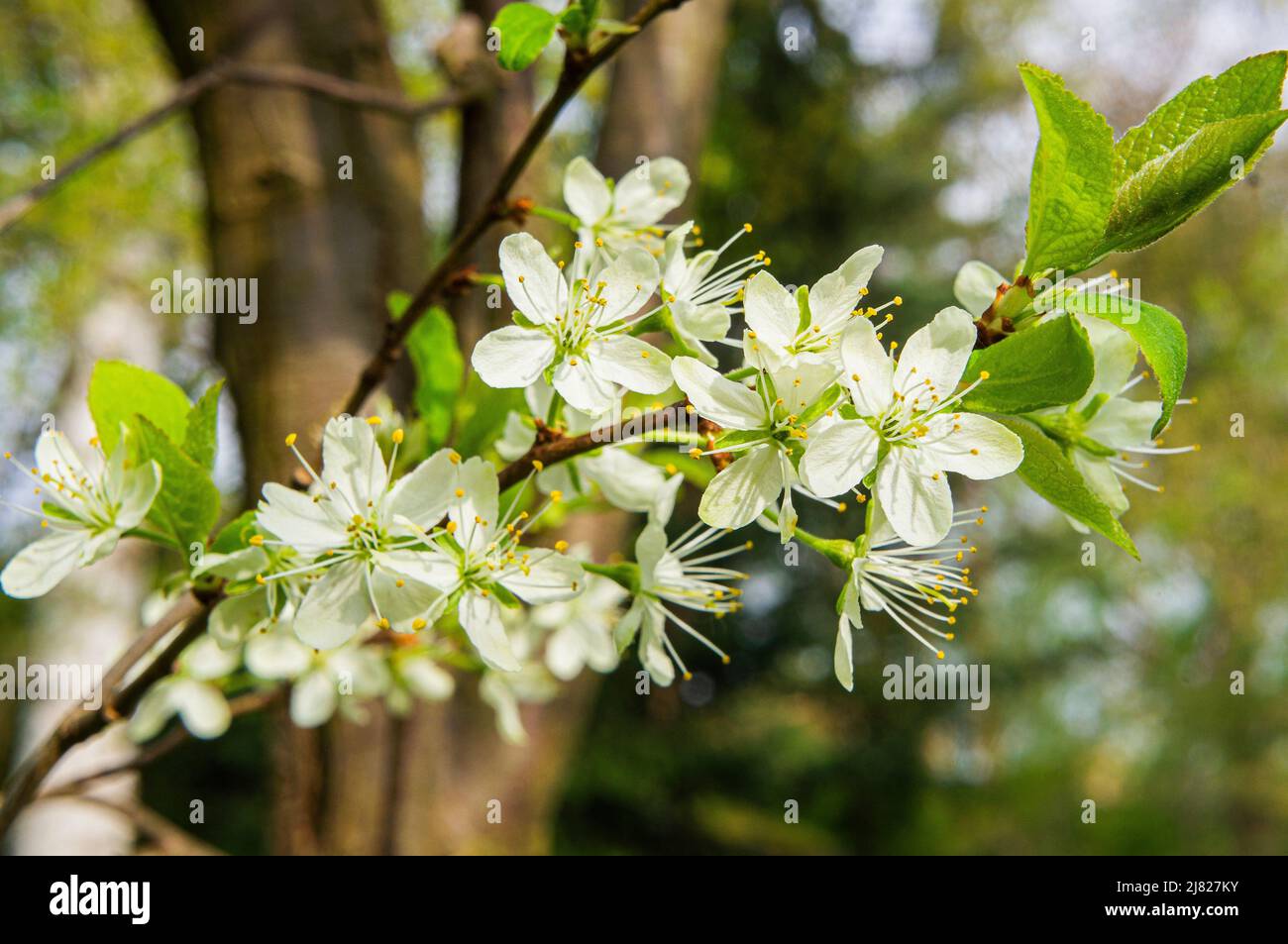 Wild Plum, European, Prunus domestica, flowering in Pruhonice, Czech ...