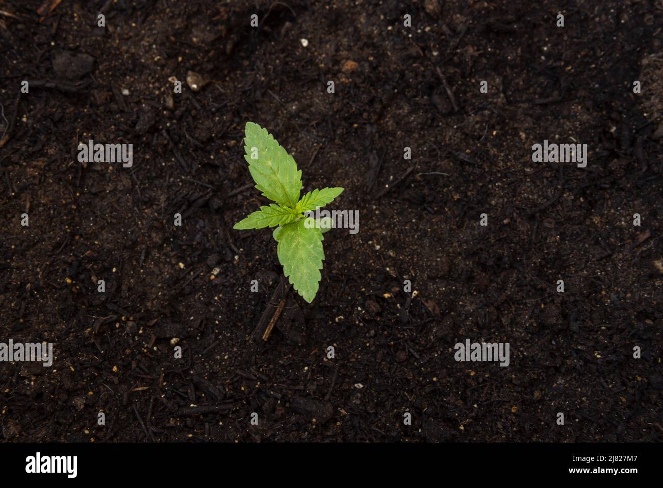 Close-up of a marijuana plant, Cannabis sativa, in a state of ...