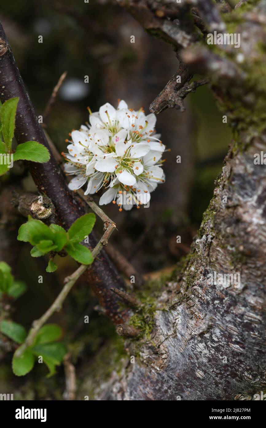 Moor flower hi-res stock photography and images - Alamy