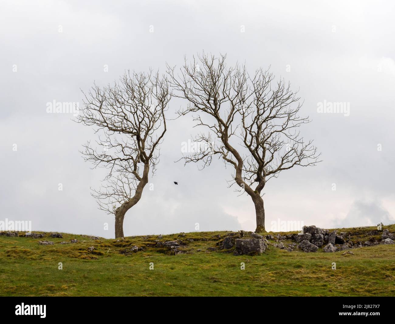 Two Ash trees mirroring each other above Feizor, Yorkshire, Dales, UK Stock Photo - Alamy