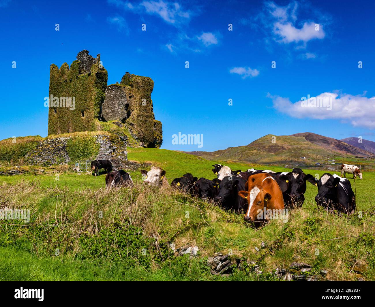 Cows gaze over a wall at Balycarbery castle, Valencia Island in County ...