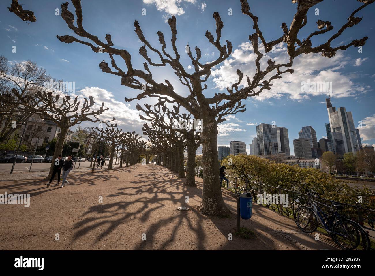 A walkway in Frankfurt, Germany alongside the Main river with Plane ...