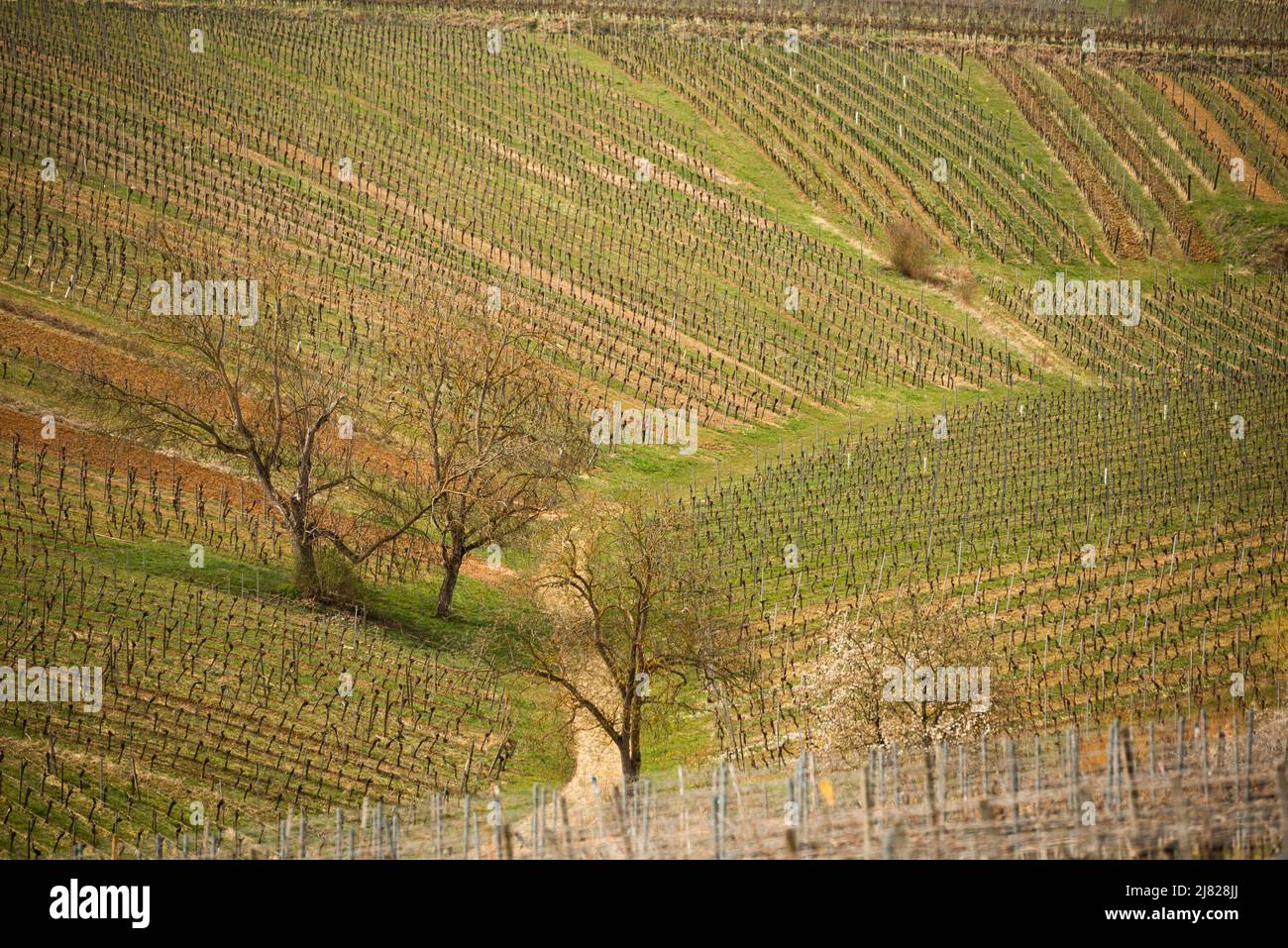 Converging rows of vines at a vineyard in Bavaria, Germany Stock Photo ...