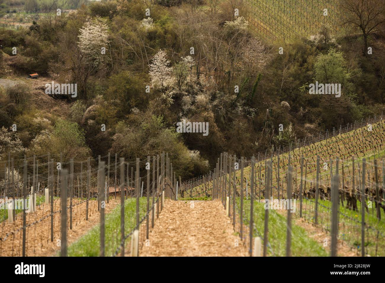 Converging rows of vines at a vineyard in Bavaria, Germany Stock Photo ...