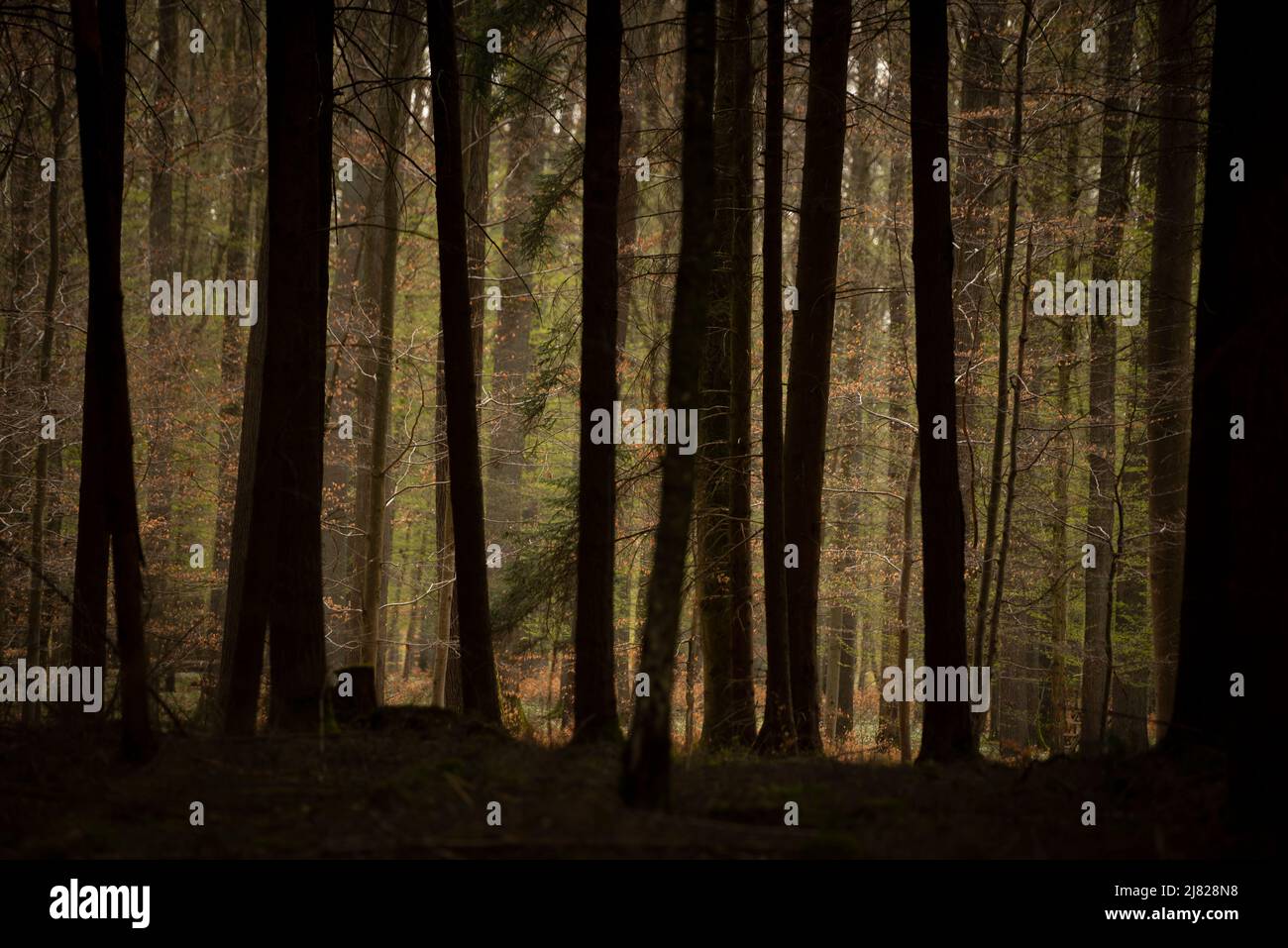 Backlit trees in a country woodland in Bavaria, Germany Stock Photo - Alamy