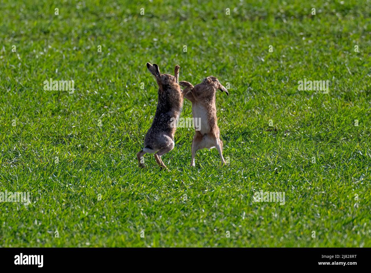 Brown Hares- Lepus europaeus box. Spring. Uk Stock Photo - Alamy