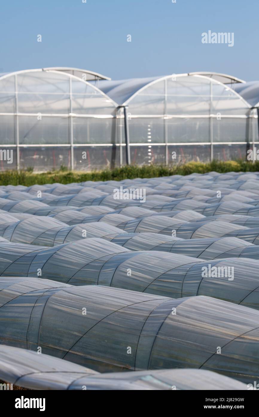 Farm plantation covered under agricultural plastic film tunnel rows ...