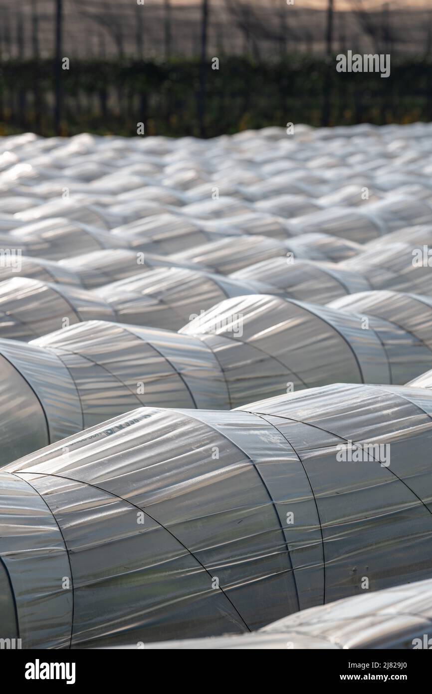 Farm plantation covered under agricultural plastic film tunnel rows ...