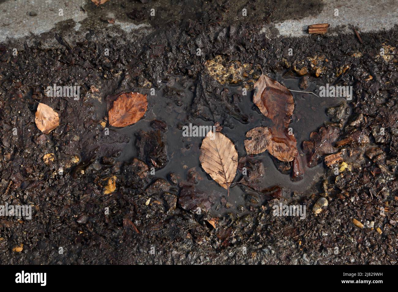 Autumn leaves in a Muddy Puddle after Rainfall England Stock Photo - Alamy