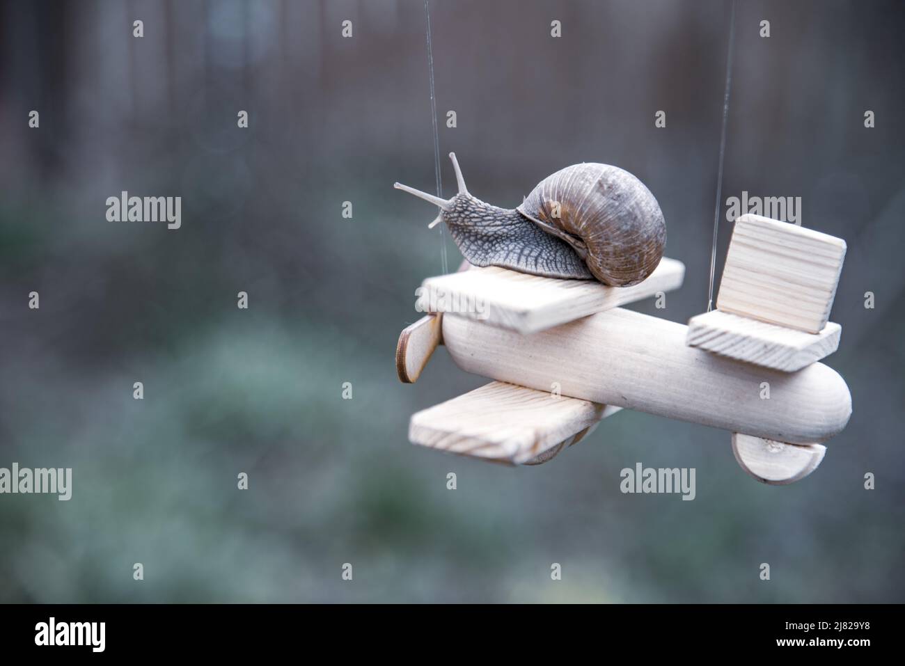 A series of photos of one day in the life of snails. A garden snail ...