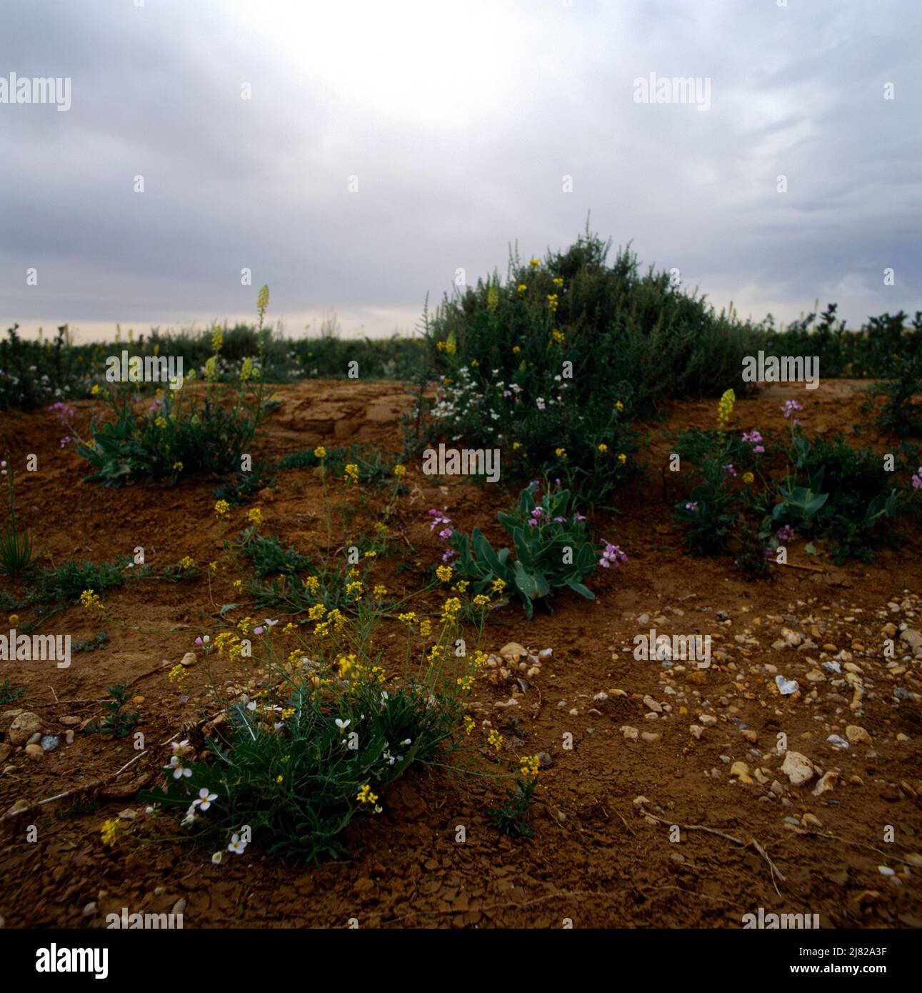 Tunisia Nr Chott Er Rahim Sahara Flowers Stock Photo - Alamy