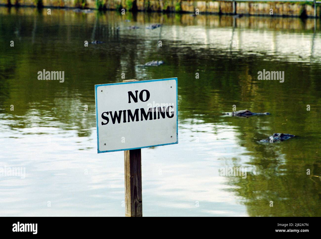 Florida USA No Swimming Sign and Alligators in Water Stock Photo - Alamy