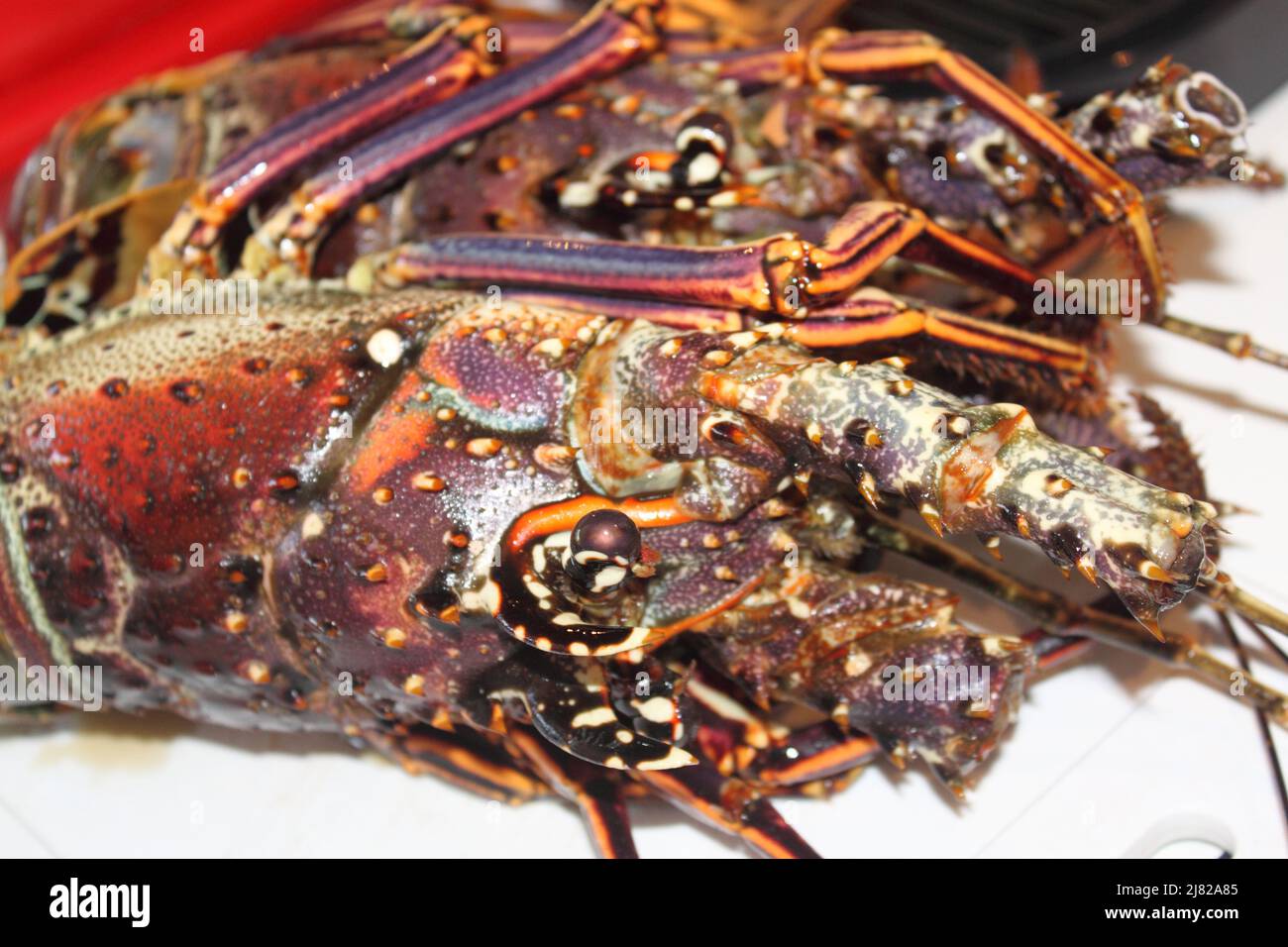 Langoustes hi-res stock photography and images - Alamy
