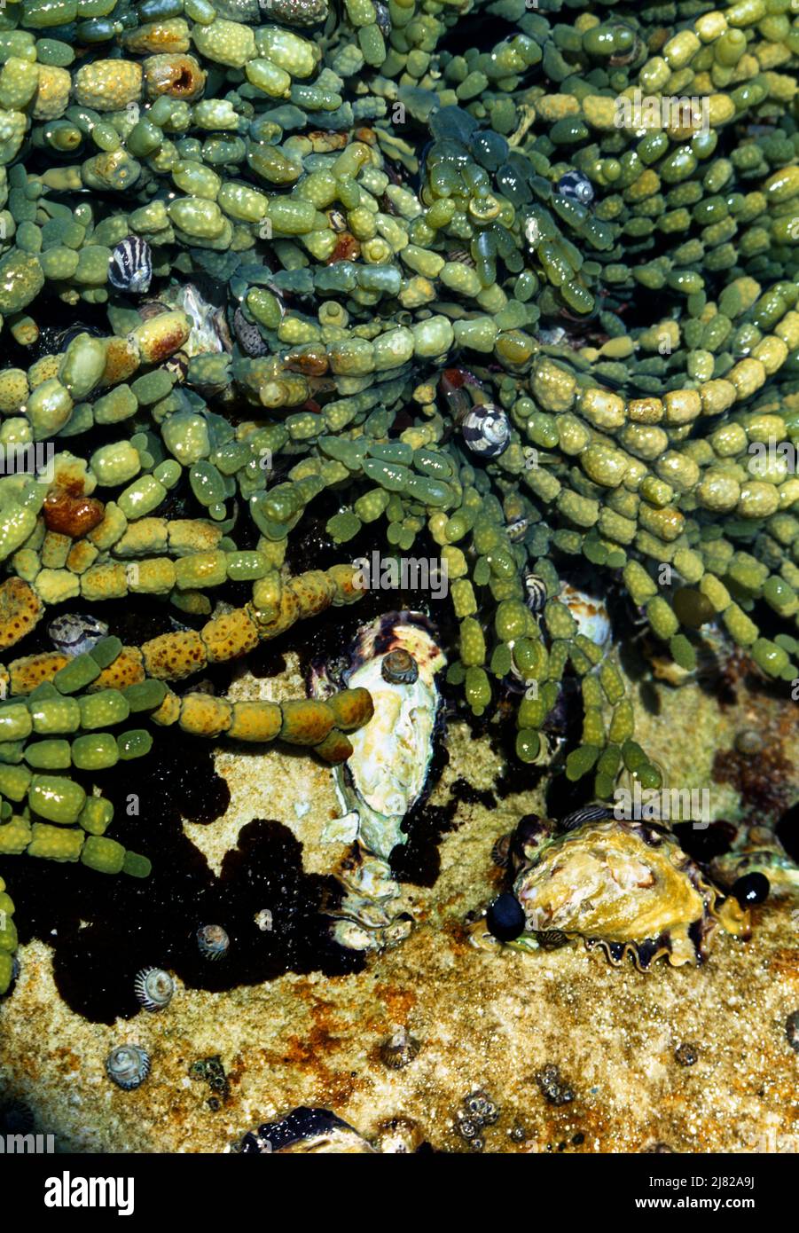 Botany Bay New South Wales Australia Rock Pool With Molluscs And Seaweed Stock Photo - Alamy