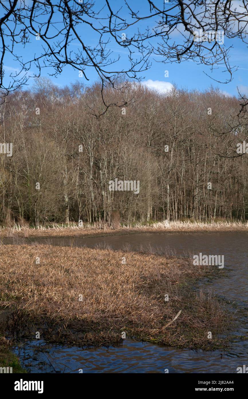 trees in early spring edging stew pond epsom common north downs surrey ...