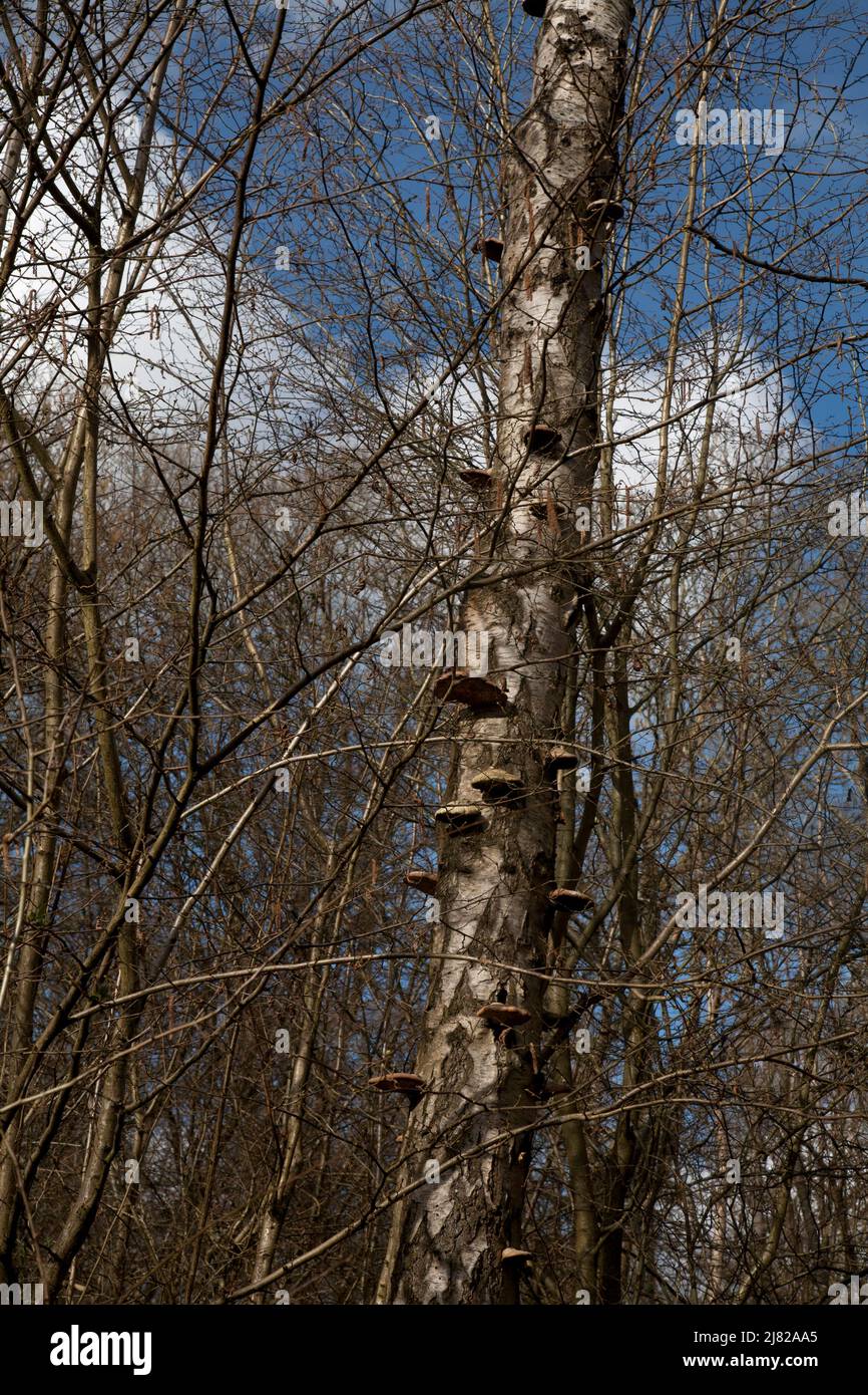 Funus hi-res stock photography and images - Alamy