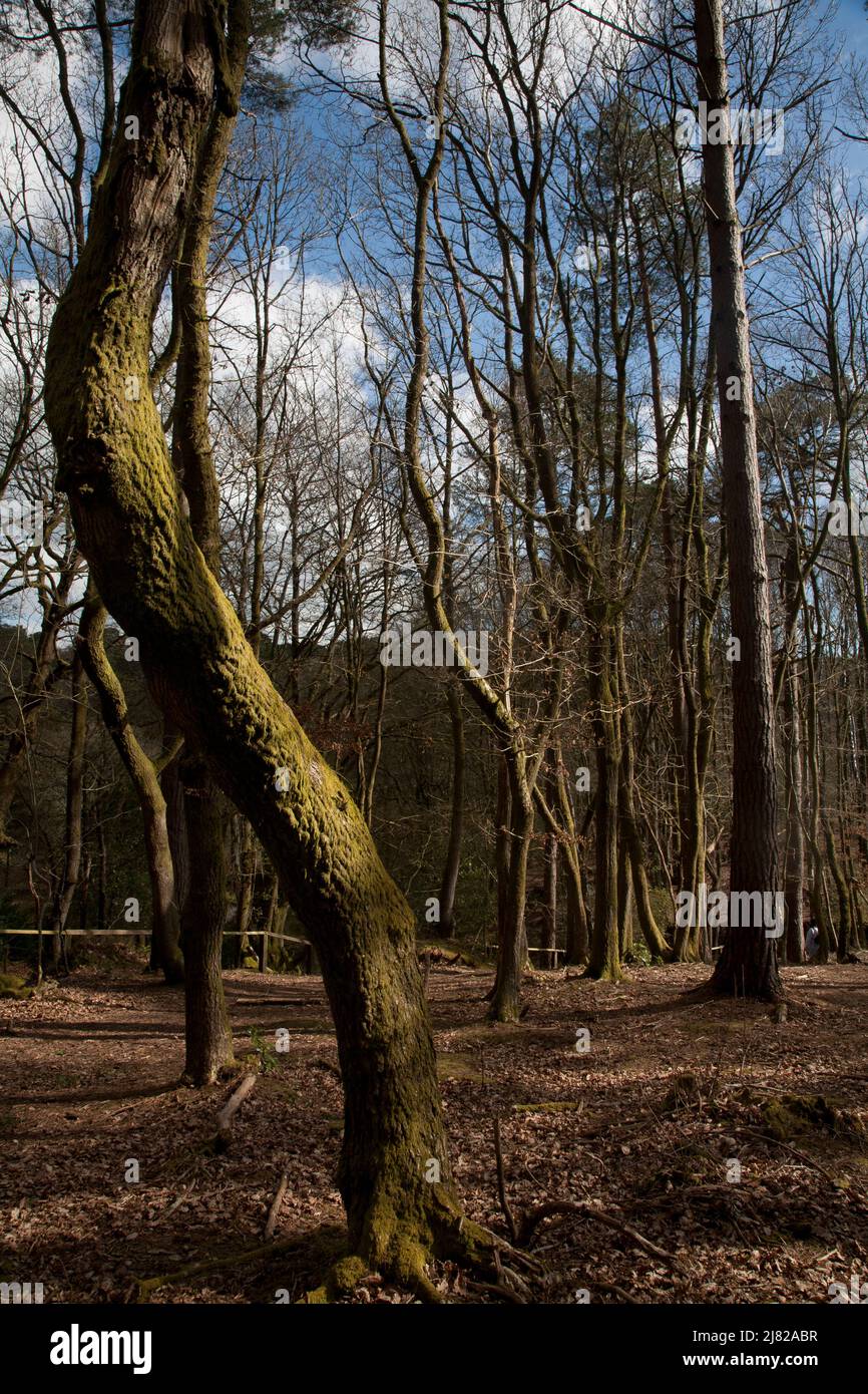trees in early spring friday street north downs surrey england Stock ...