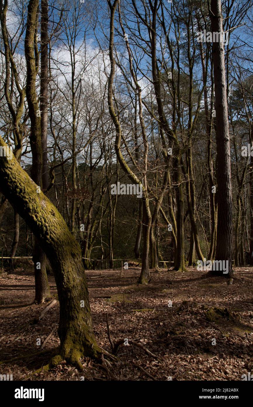 trees in early spring friday street north downs surrey england Stock ...