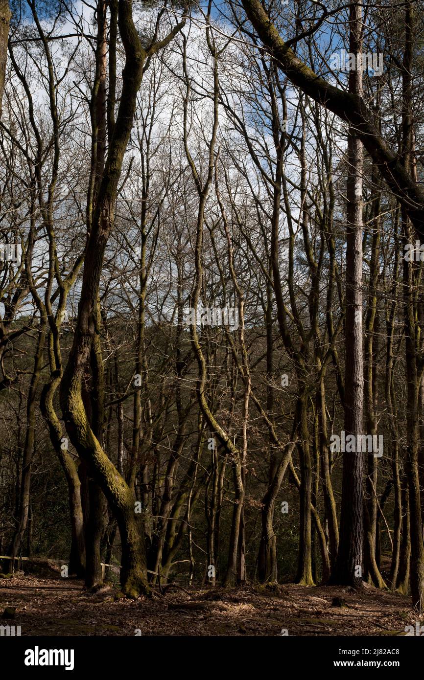 trees in early spring friday street north downs surrey england Stock ...